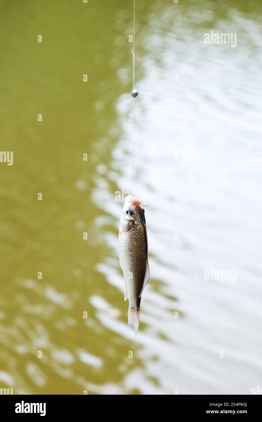 fished out of river small bream hanging on the line, Kuban, Russia ...