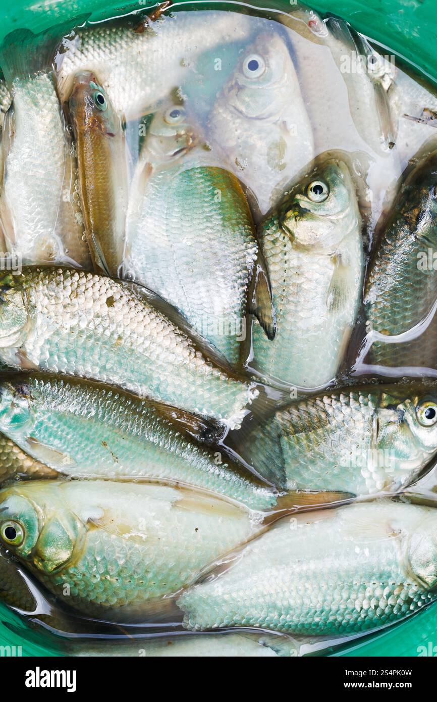 many of small fish caught in green bucket Stock Photo - Alamy