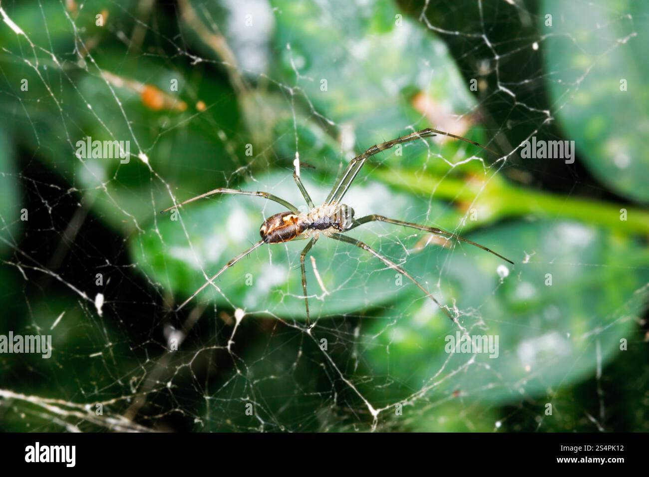 spider on cobweb between buxus leaves after rain Stock Photo - Alamy