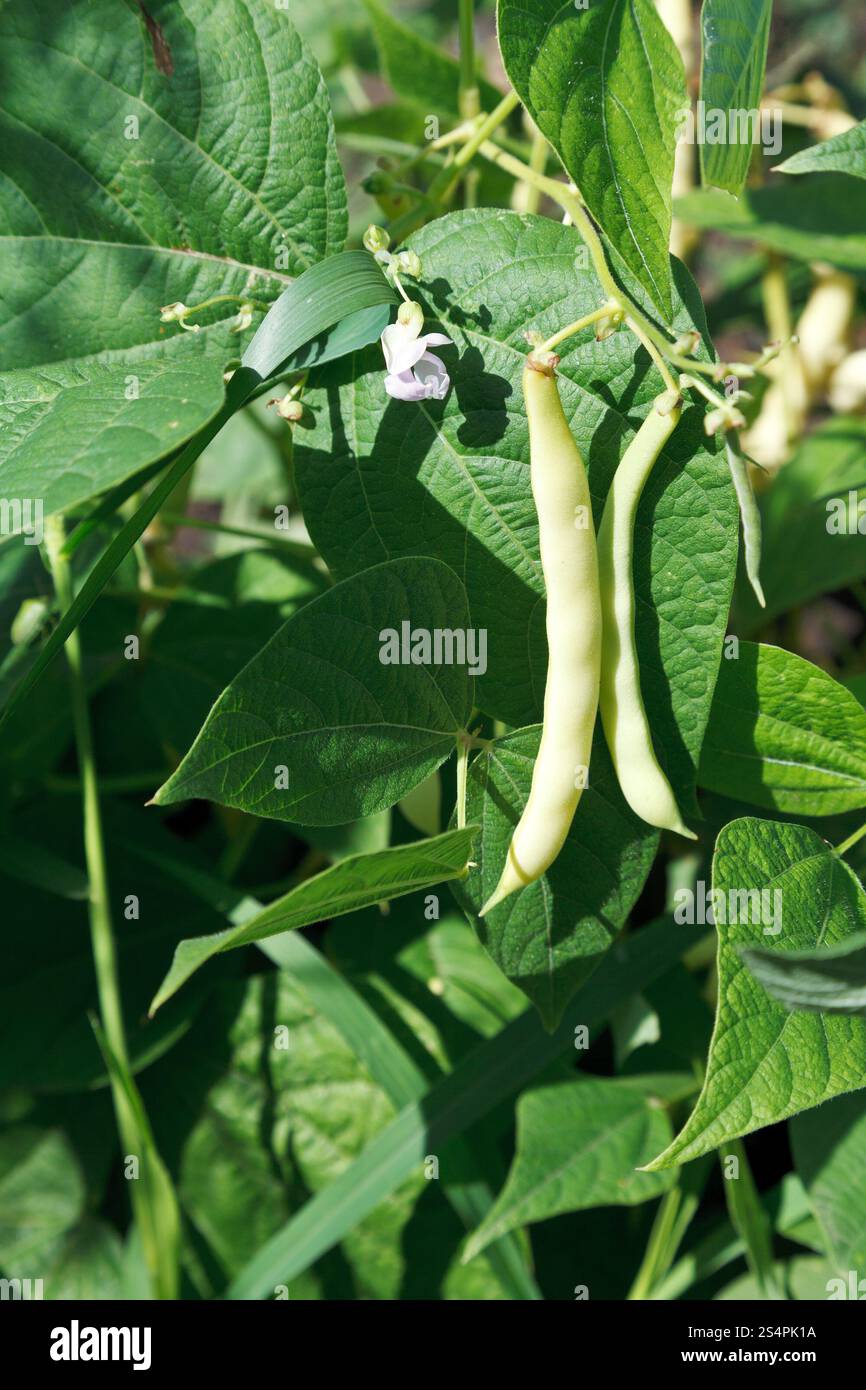 ripe pods of string bean plant in garden in summer Stock Photo - Alamy