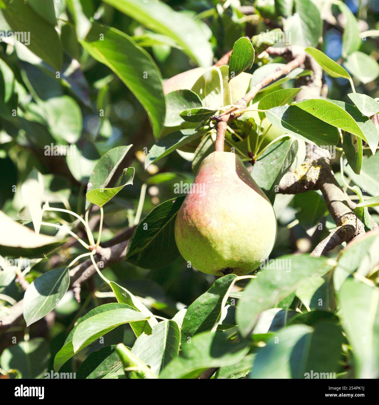 Foliage and fruit hi-res stock photography and images - Alamy