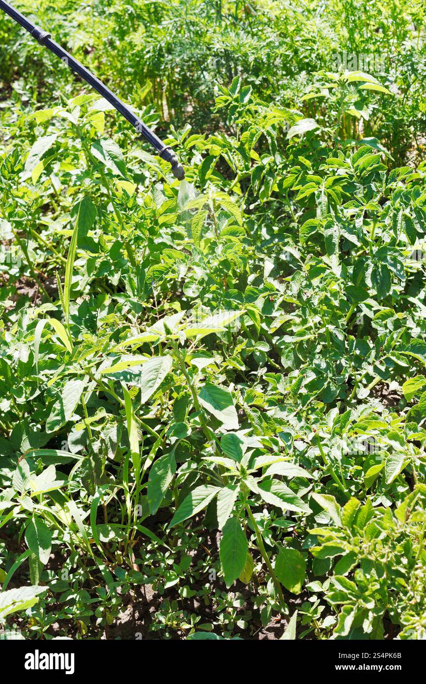 spraying of insecticide on potato plantation in garden in summer Stock ...