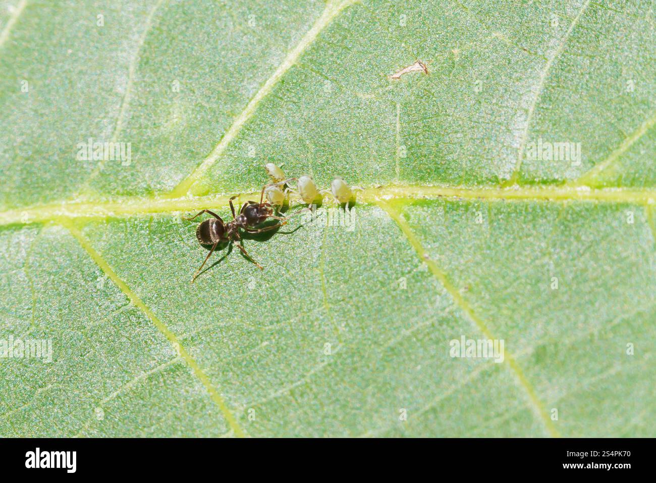 ant tending few aphids on leaf of walnut tree close up Stock Photo - Alamy