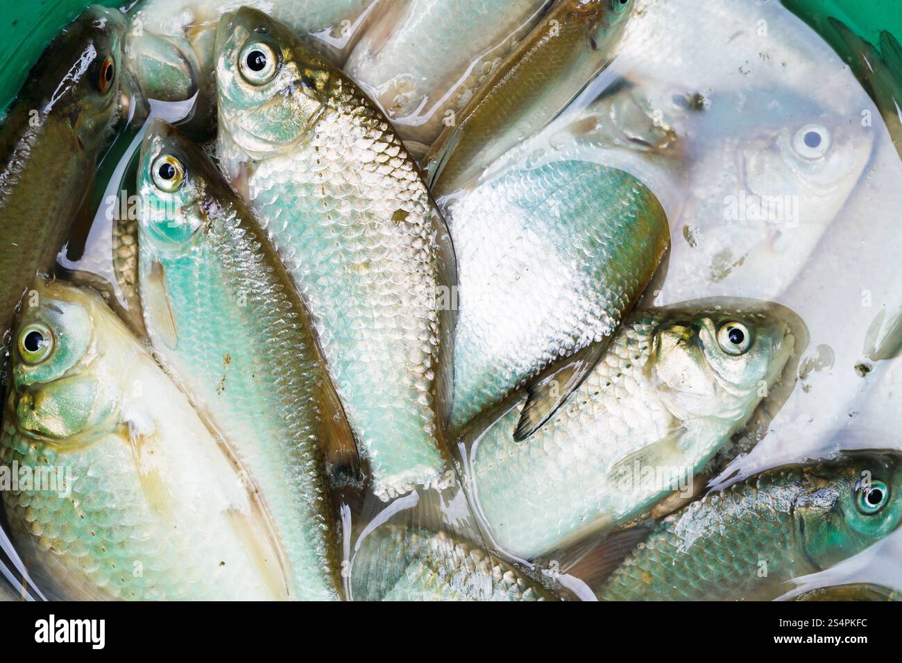 above view of haul of small freshwater fishes in green bucket Stock ...