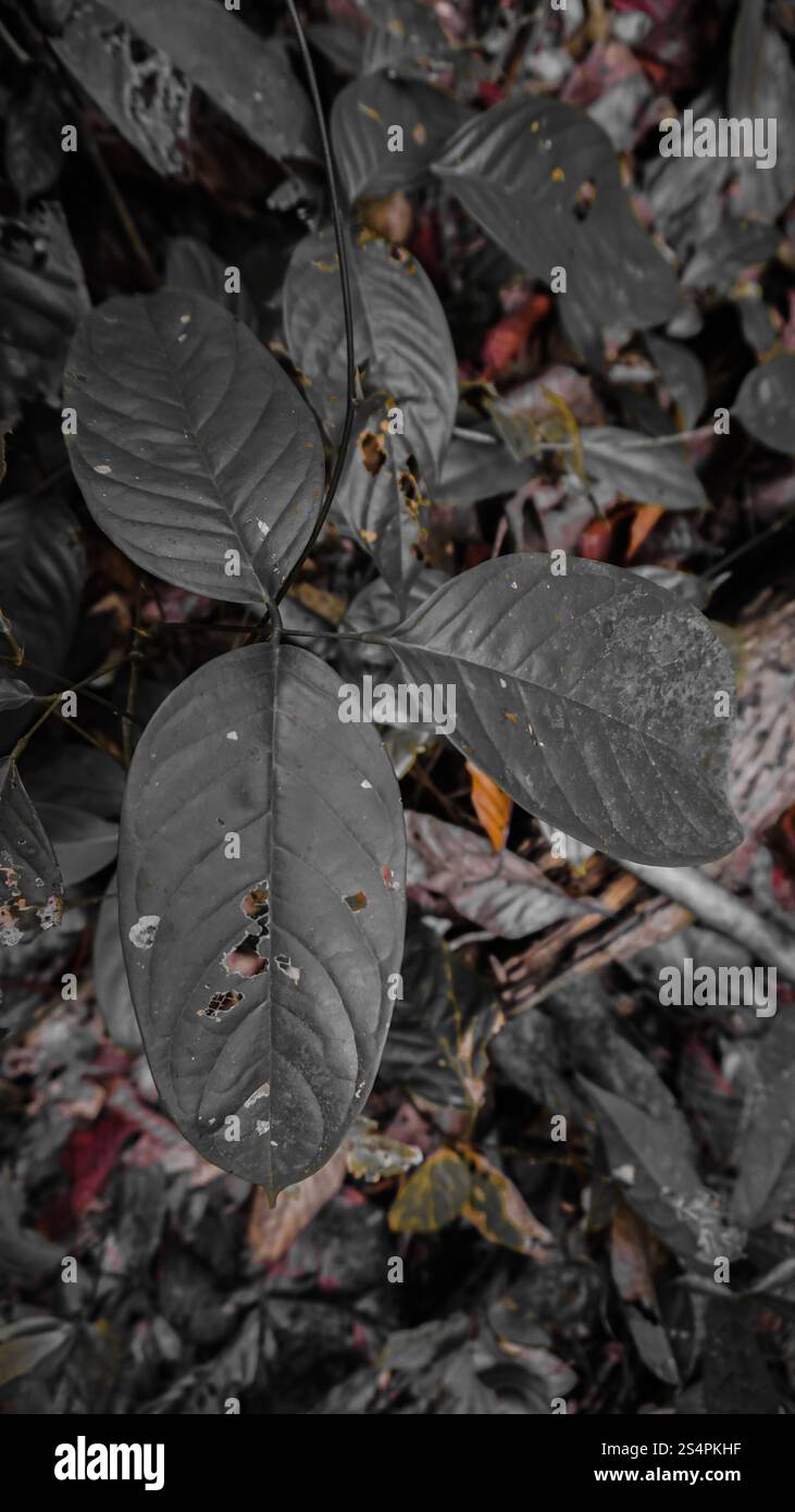 Close-up of a plant with large leaves, showing signs of decay and ...