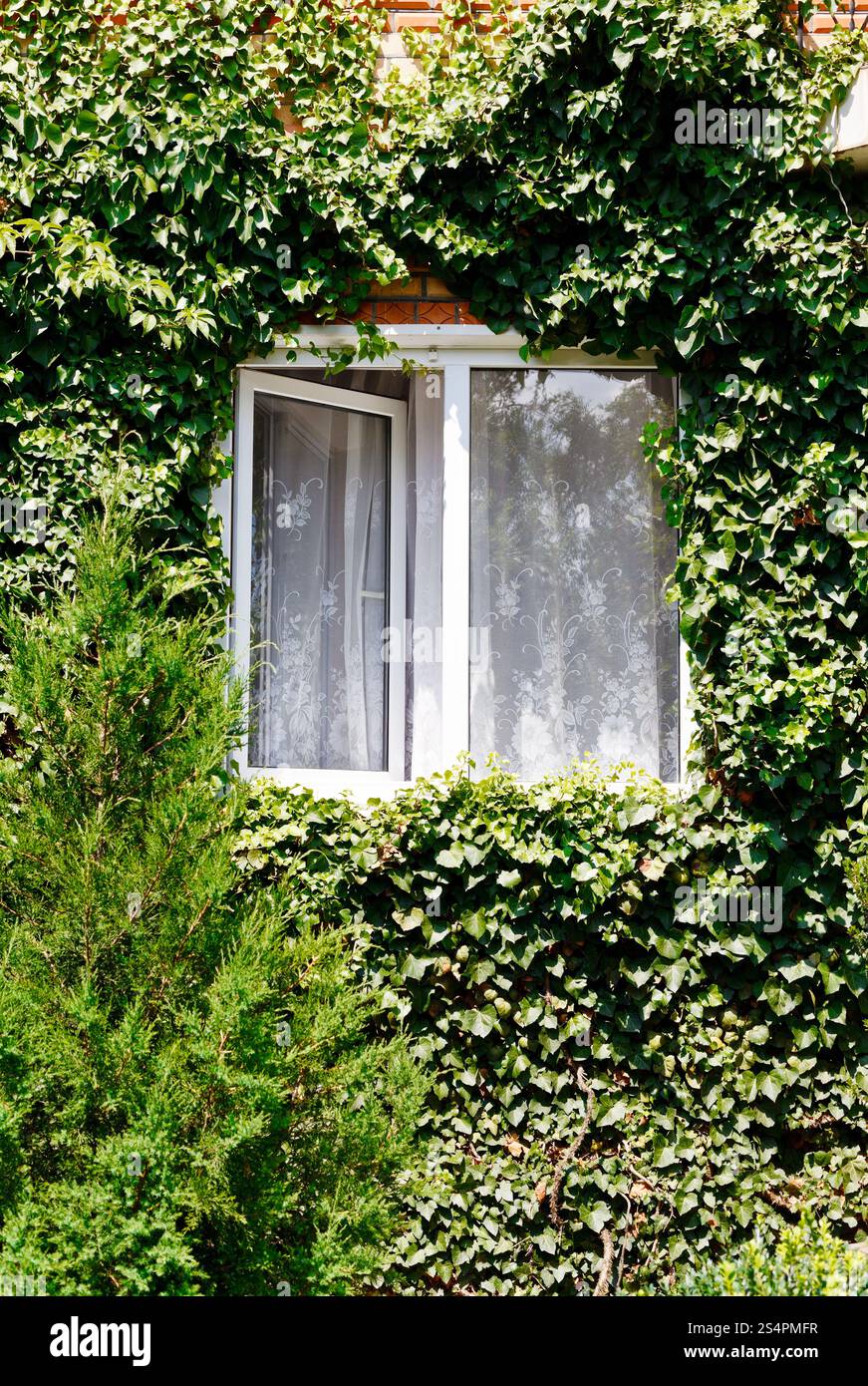 Green ivy around open hi-res stock photography and images - Alamy