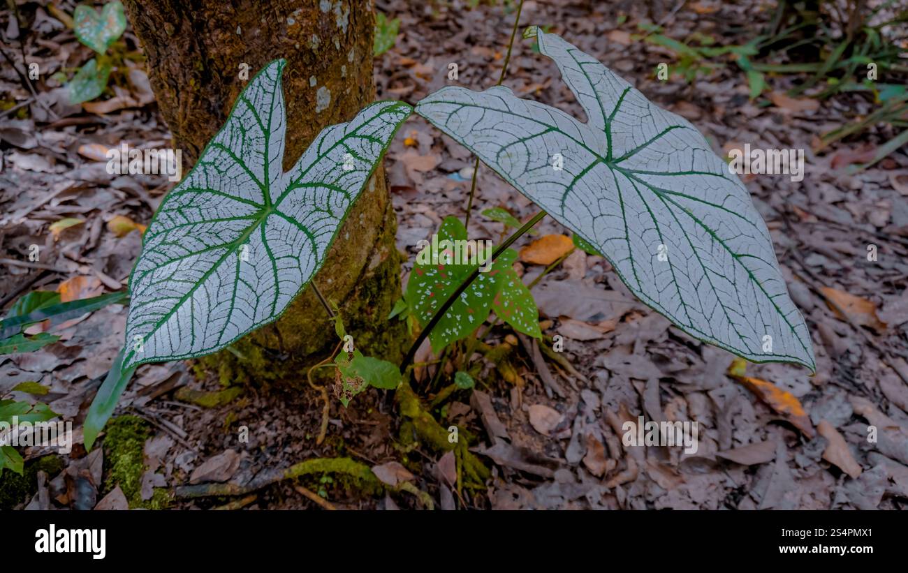 Large white leaves with green veins growing at the base of a tree in a ...