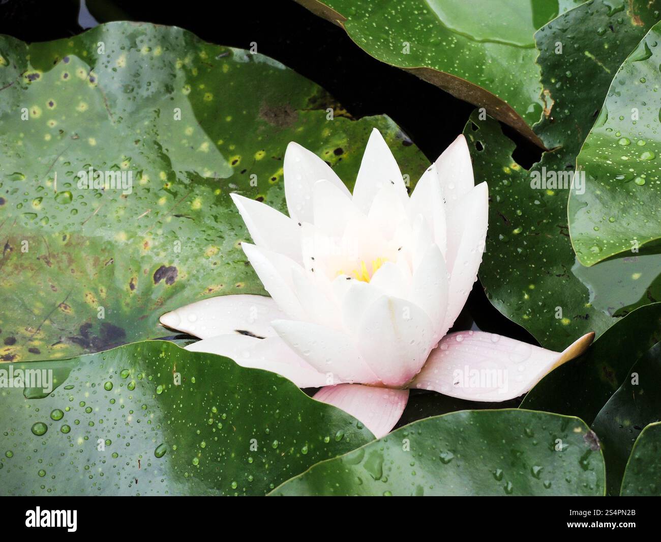 Pink lily flower under rain hi-res stock photography and images - Alamy