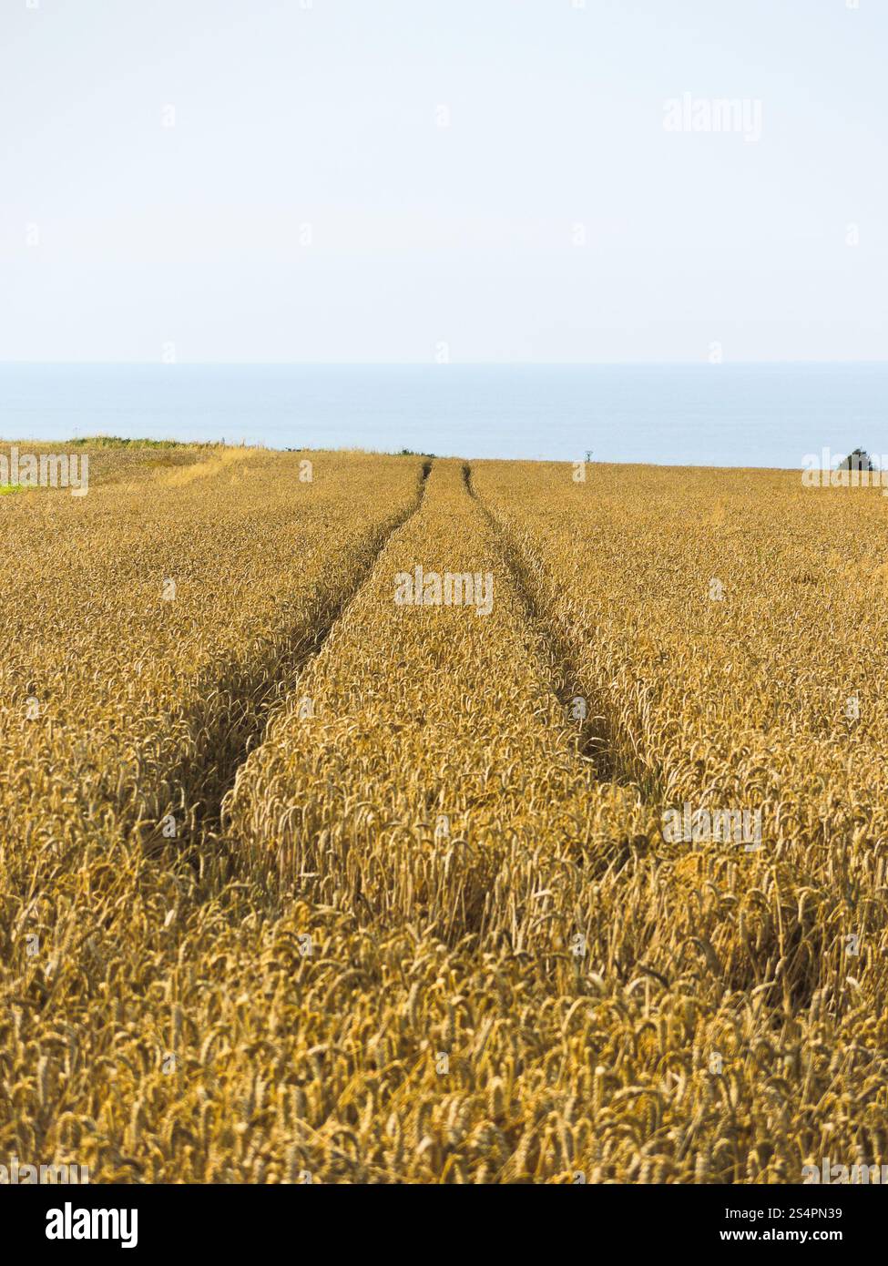 wheat field in Normandy on English Channel coast, France Stock Photo - Alamy