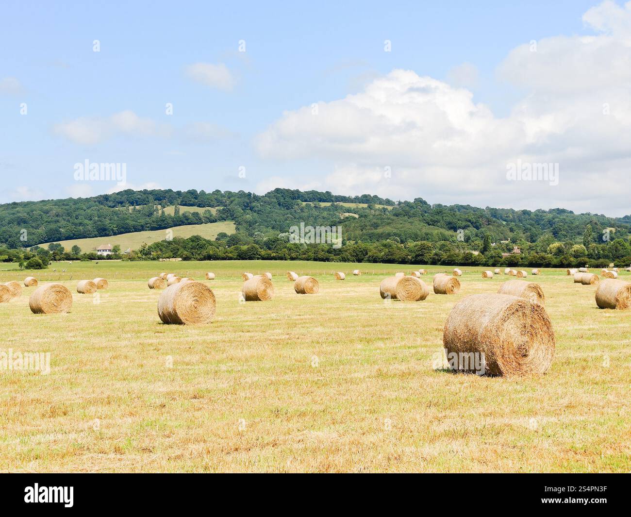 harvested field with haystacks in Normandy, France Stock Photo - Alamy