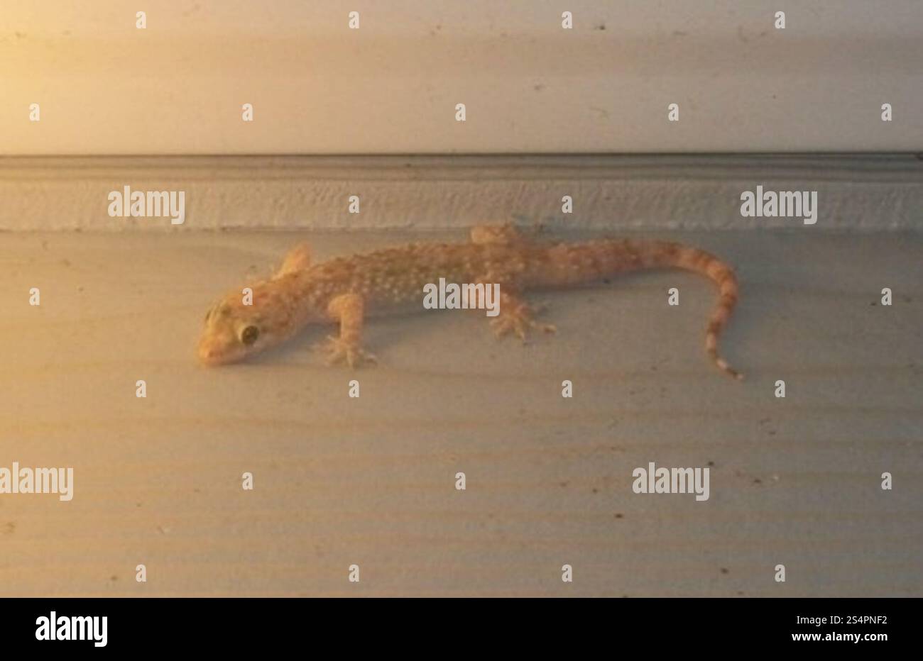 Mediterranean House Gecko (Hemidactylus turcicus Stock Photo - Alamy