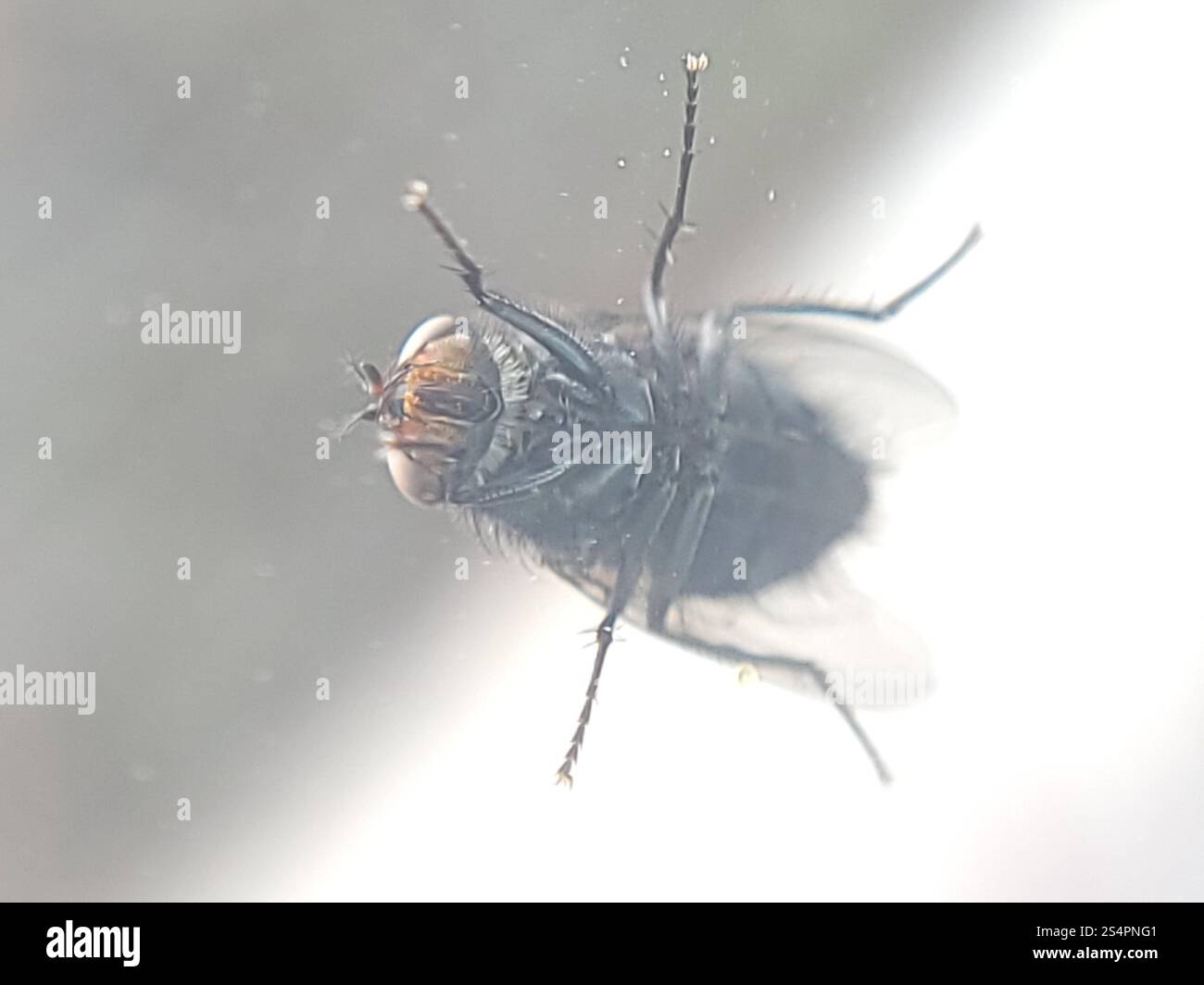 Bluebottle Flies (Calliphora Stock Photo - Alamy