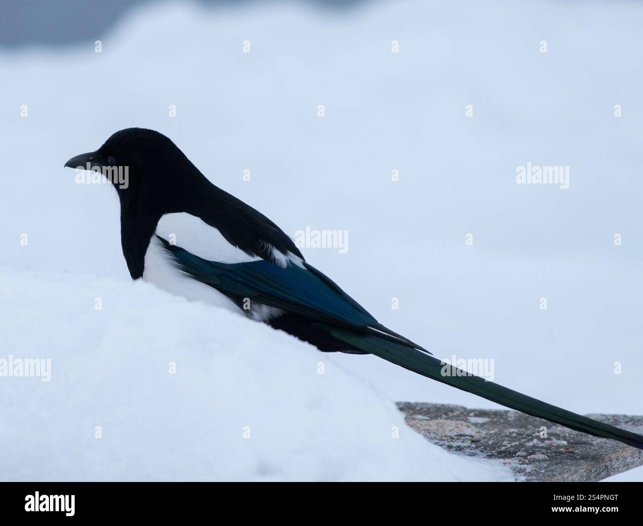 Black-billed Magpie (Pica hudsonia Stock Photo - Alamy