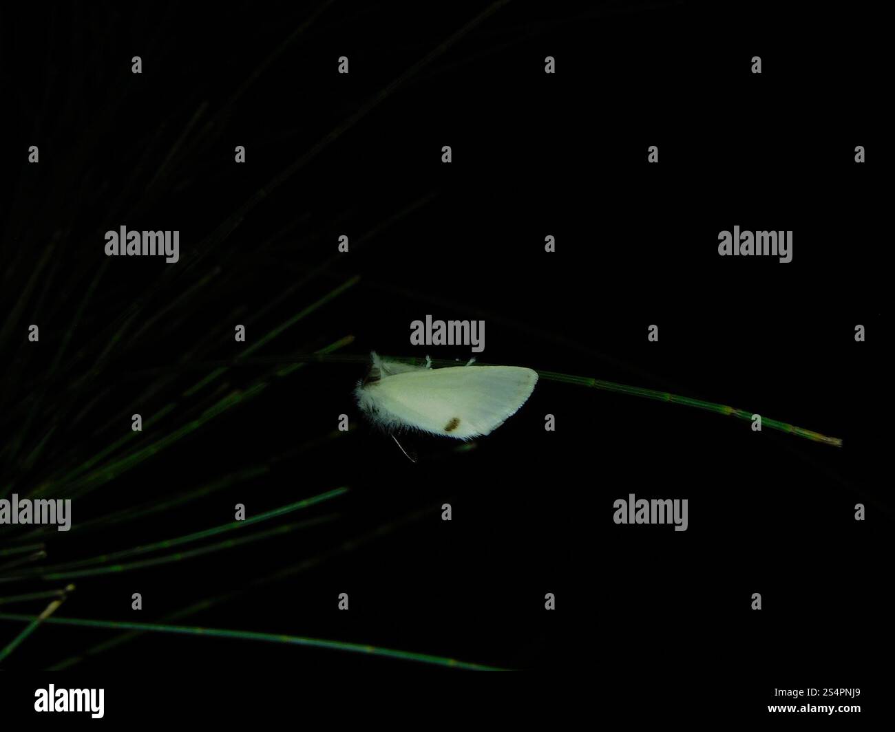 Omnivorous Tussock Moth (Acyphas semiochrea Stock Photo - Alamy