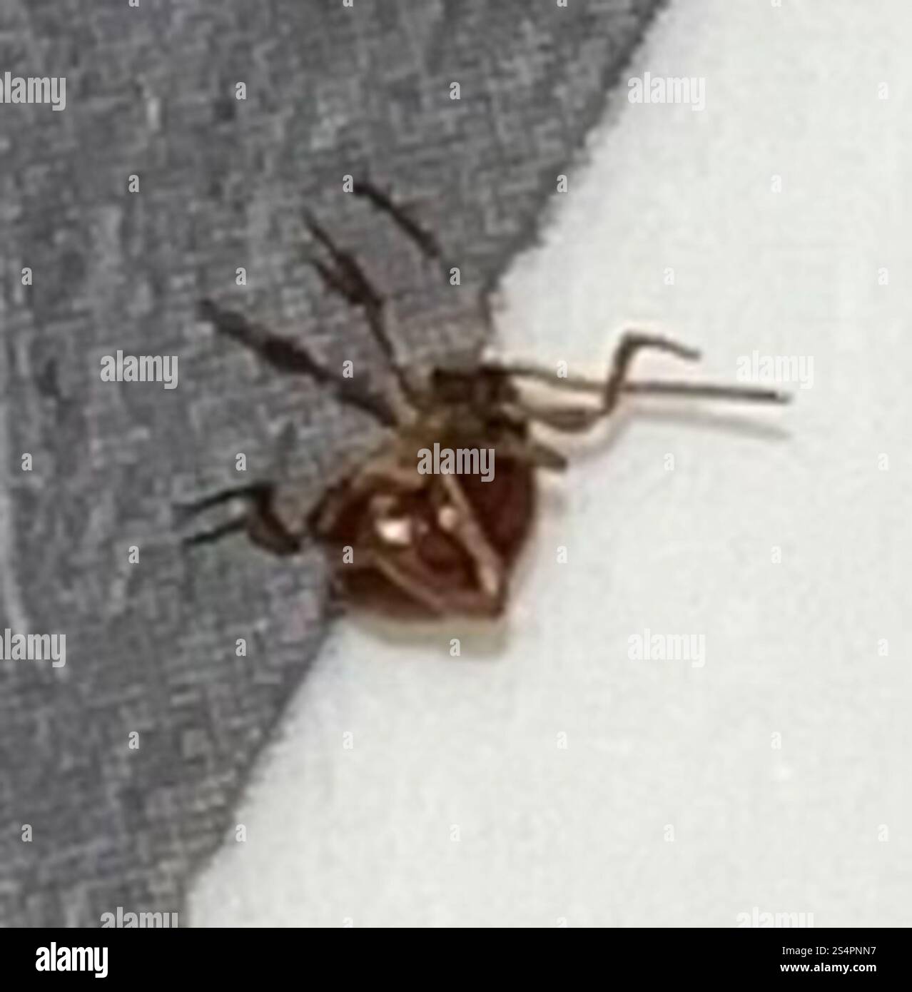 Smooth Spider Beetle (Gibbium aequinoctiale Stock Photo - Alamy