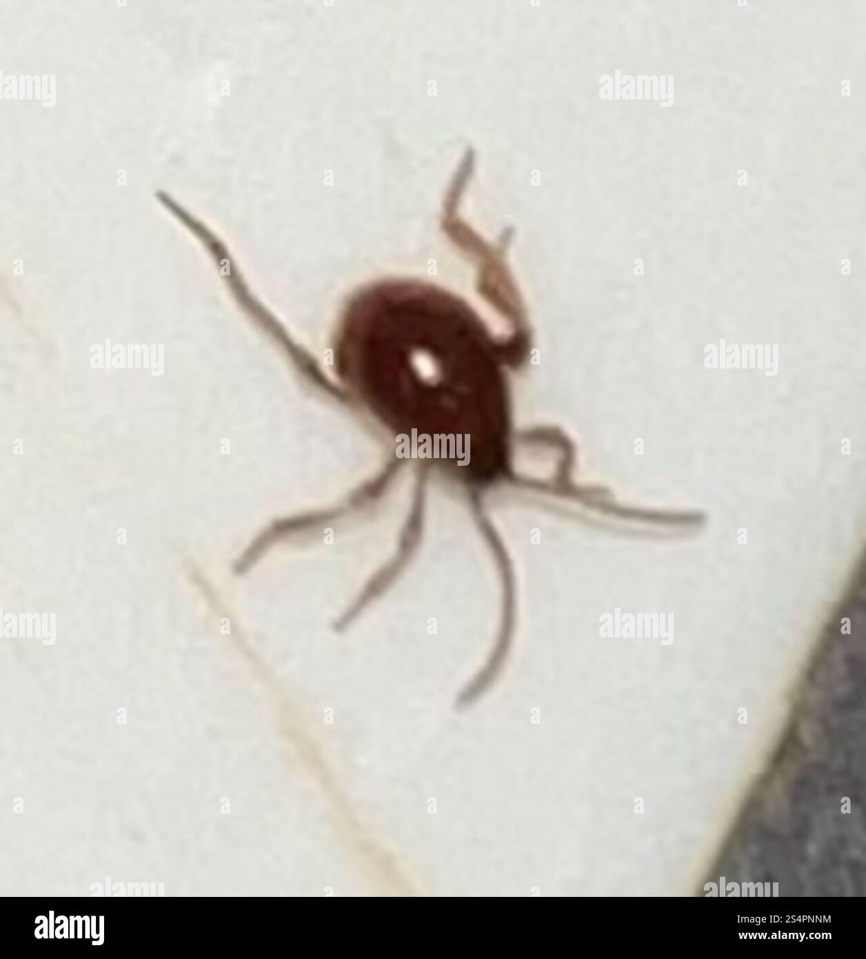 Smooth Spider Beetle (Gibbium aequinoctiale Stock Photo - Alamy
