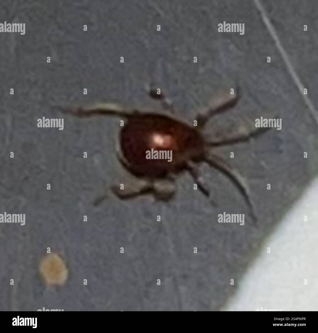 Smooth Spider Beetle (Gibbium aequinoctiale Stock Photo - Alamy