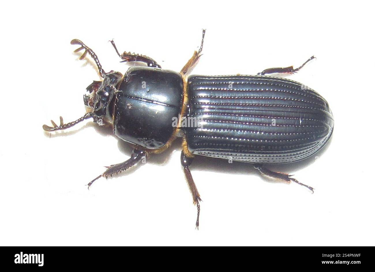 Passalus hi-res stock photography and images - Alamy