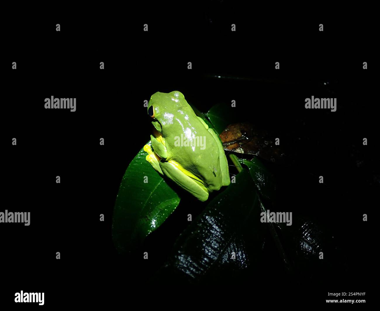 Orange-thighed Tree Frog (Ranoidea xanthomera Stock Photo - Alamy