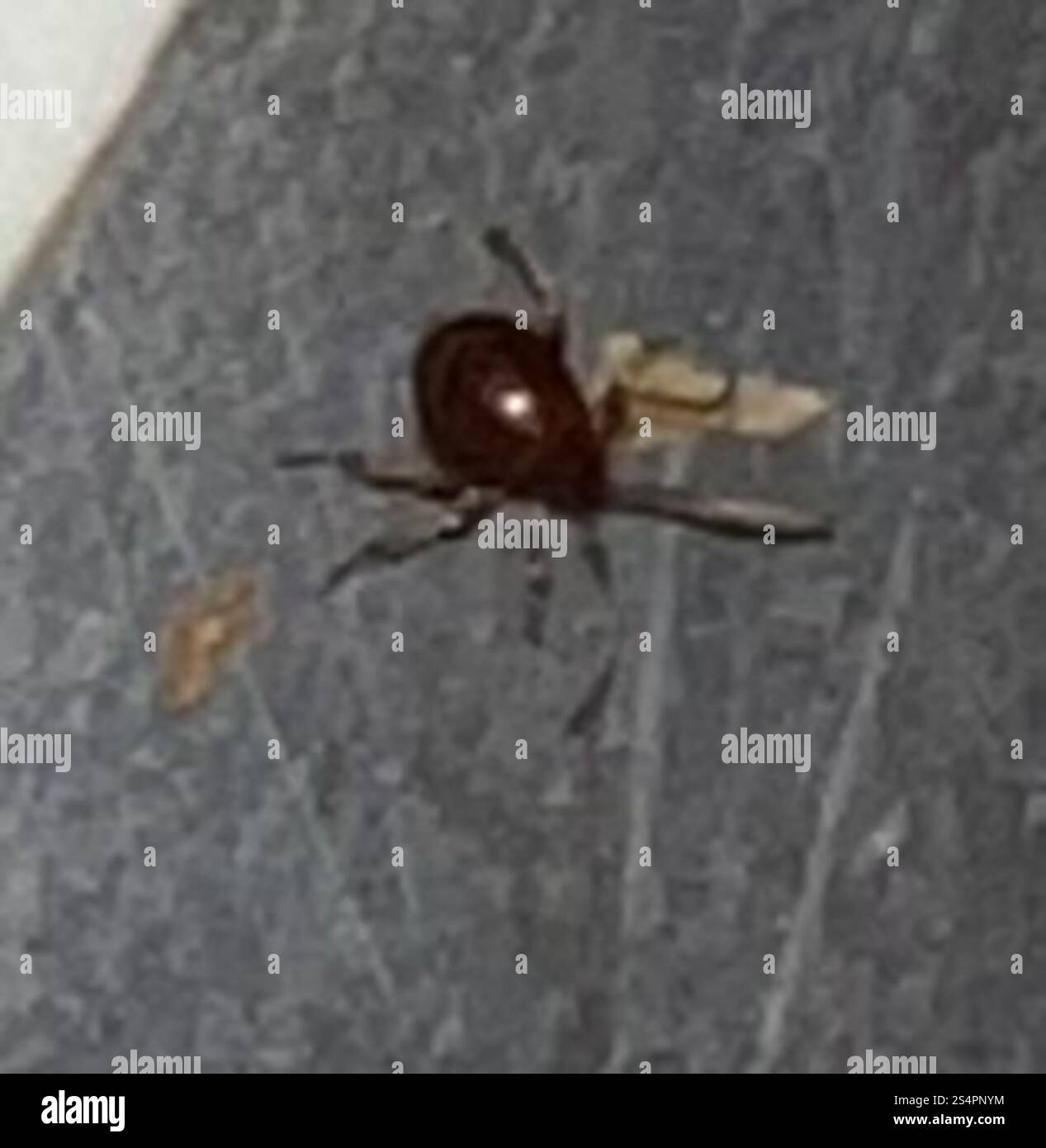 Smooth Spider Beetle (Gibbium aequinoctiale Stock Photo - Alamy