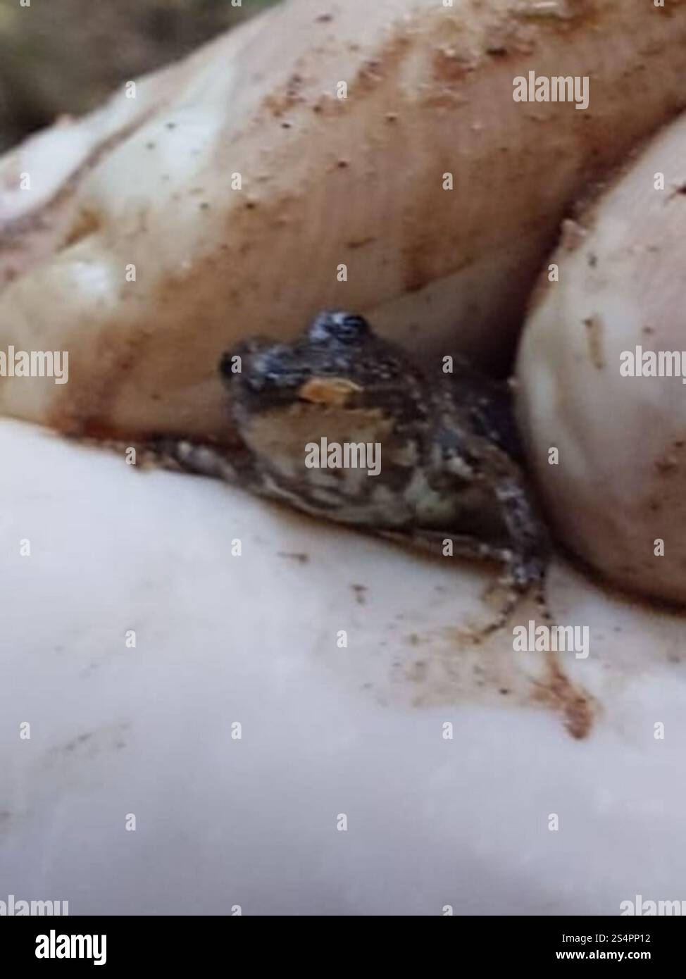 Hensel's Swamp Frog (Pseudopaludicola falcipes Stock Photo - Alamy