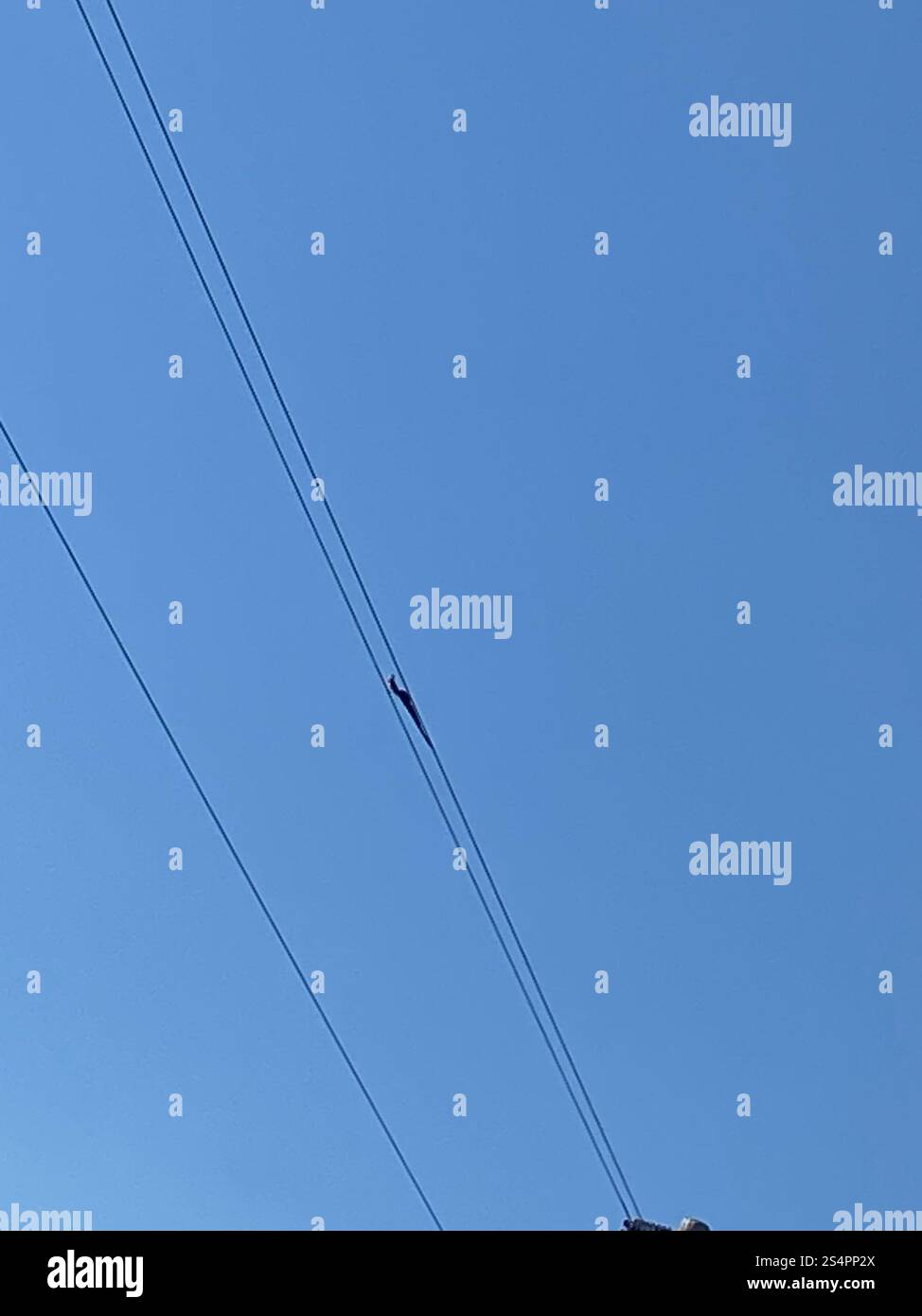 Eastern Paradise-Whydah (Vidua paradisaea Stock Photo - Alamy