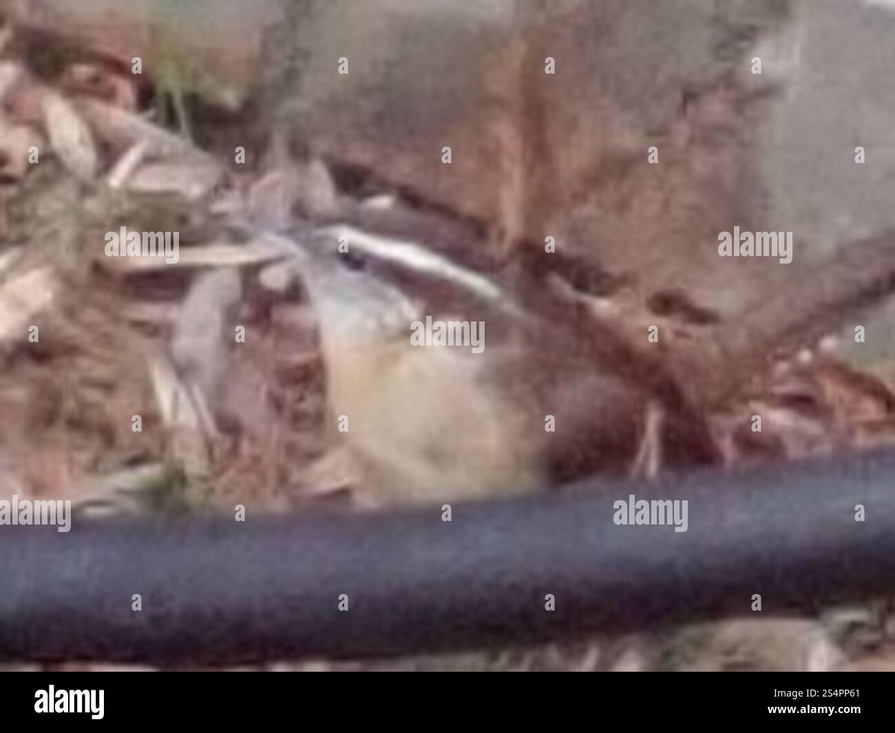Carolina Wren (Thryothorus ludovicianus Stock Photo - Alamy