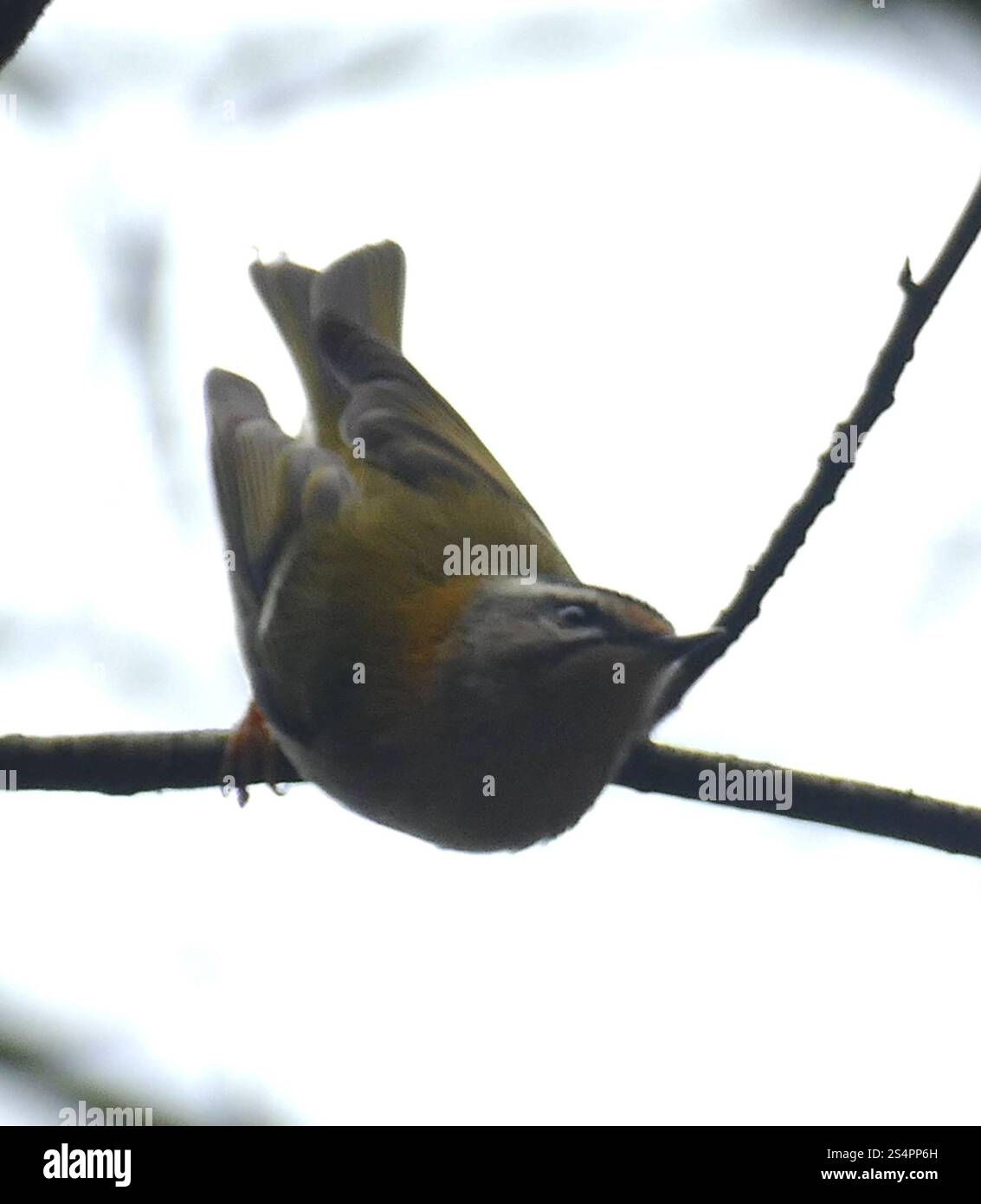 Common Firecrest (Regulus ignicapilla Stock Photo - Alamy