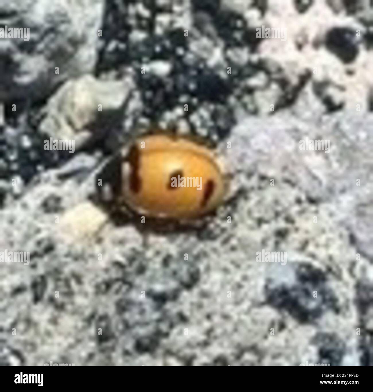 Transverse Lady Beetle (Coccinella transversoguttata Stock Photo - Alamy