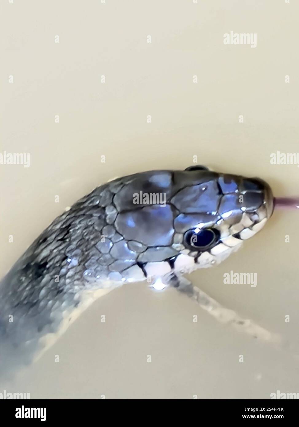 Common keelback (Tropidonophis mairii Stock Photo - Alamy