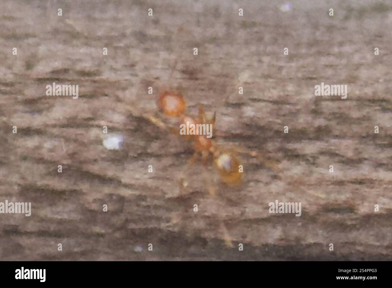 Pheidole hyatti hi-res stock photography and images - Alamy