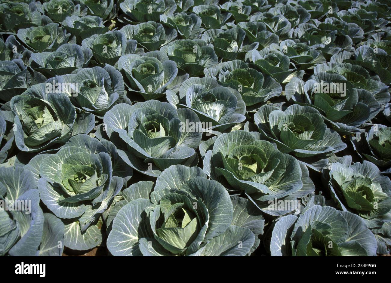 agraculture near the city of Jodhpur in the province of Rajasthan in ...