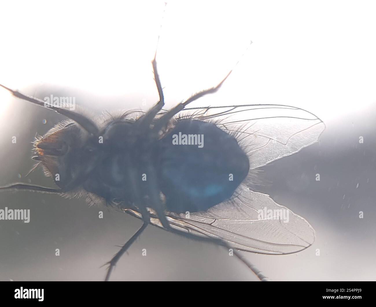 Bluebottle Flies (Calliphora Stock Photo - Alamy