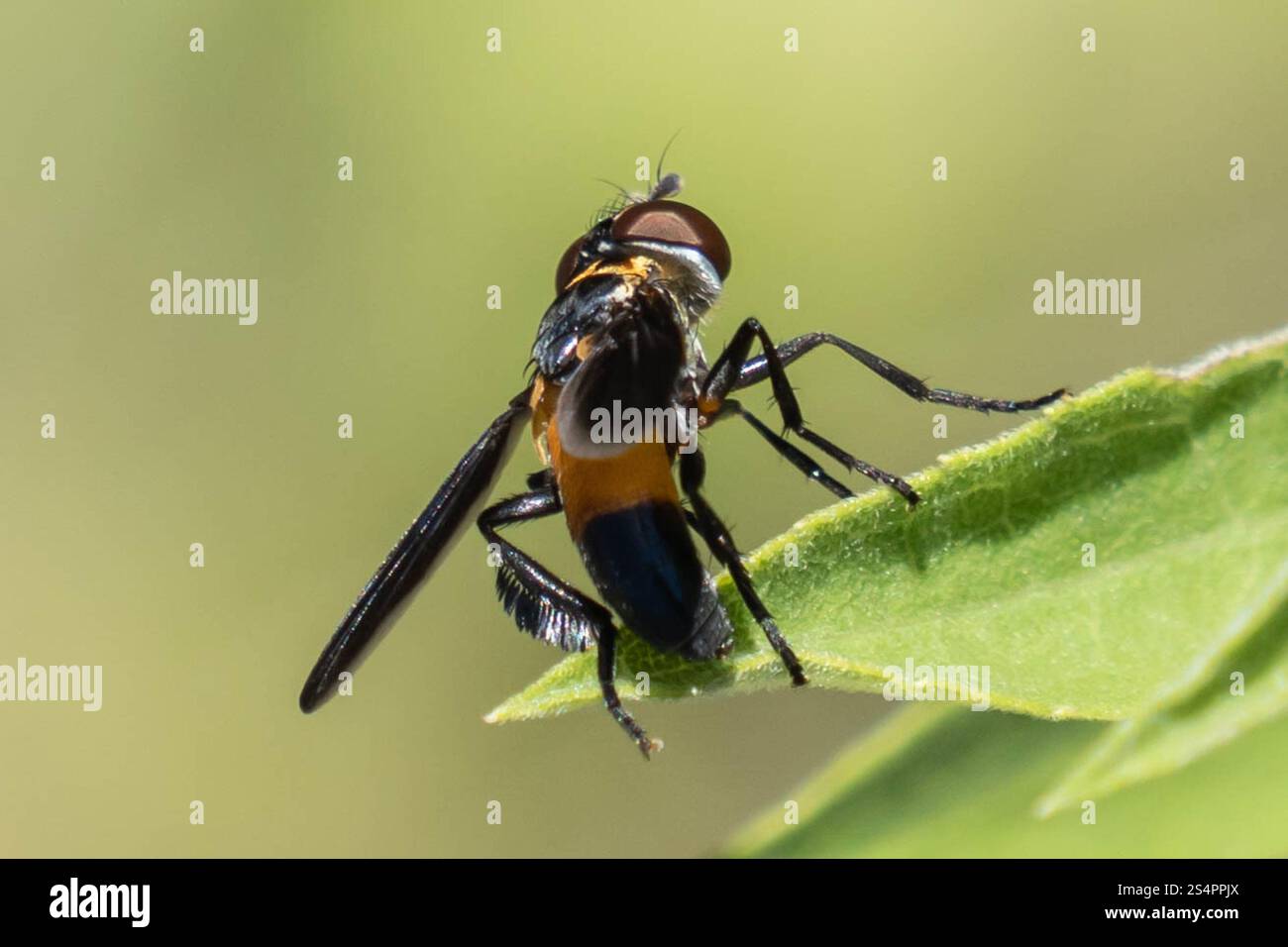 Feather-legged Flies (Trichopoda Stock Photo - Alamy