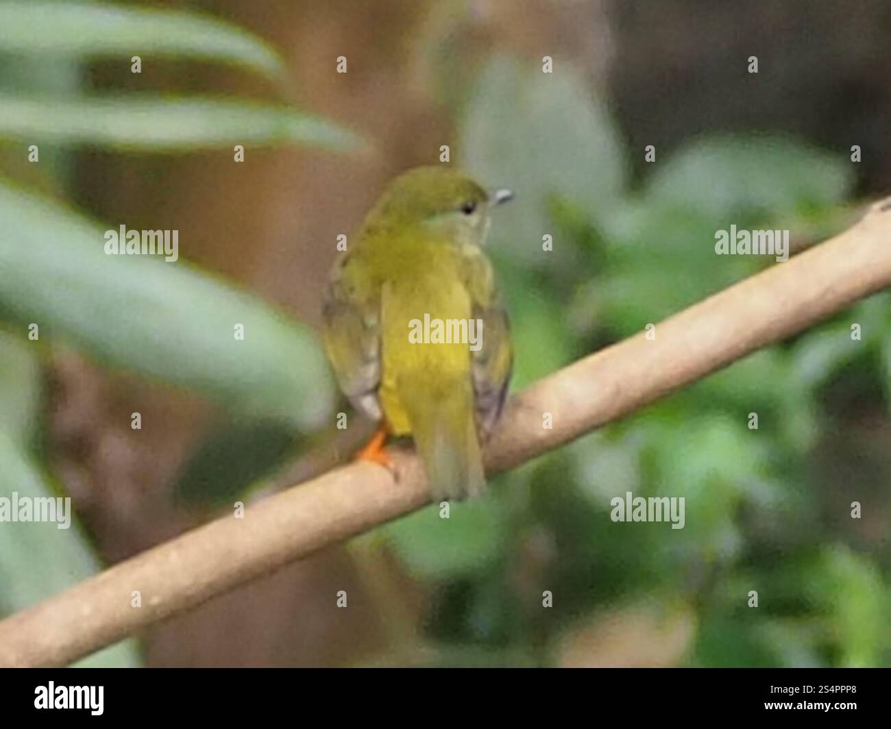 White-collared Manakin (Manacus candei Stock Photo - Alamy