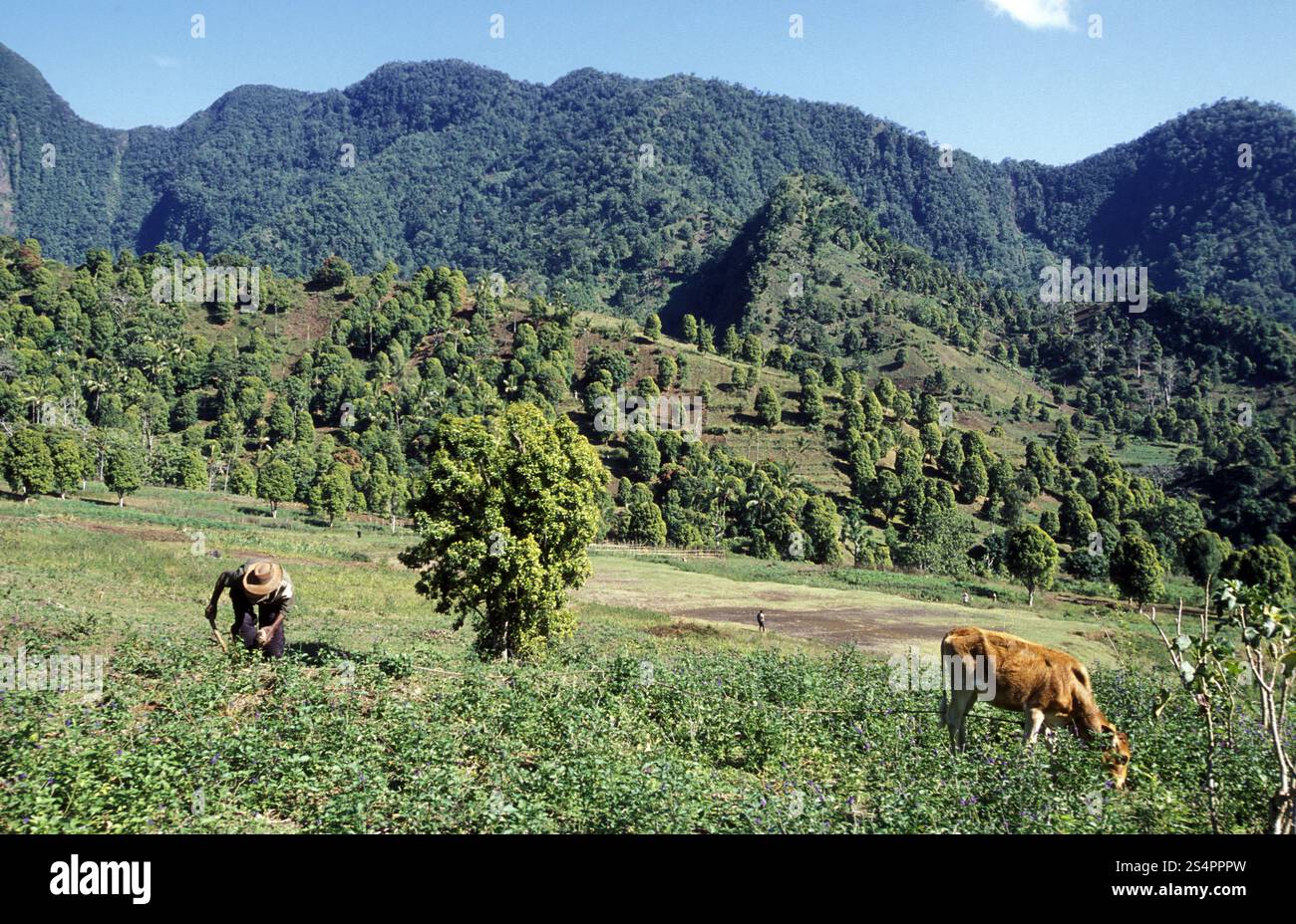 the mountain Landscape on the Island of Anjouan on the Comoros Ilands ...