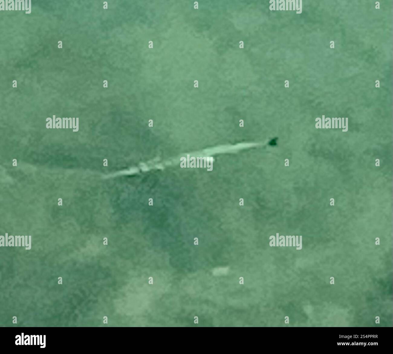 Houndfish (Tylosurus crocodilus Stock Photo - Alamy