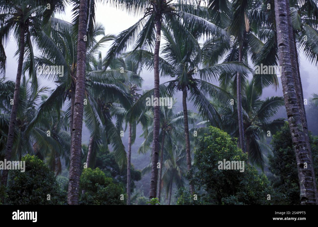 the mountain Landscape on the Island of Anjouan on the Comoros Ilands ...