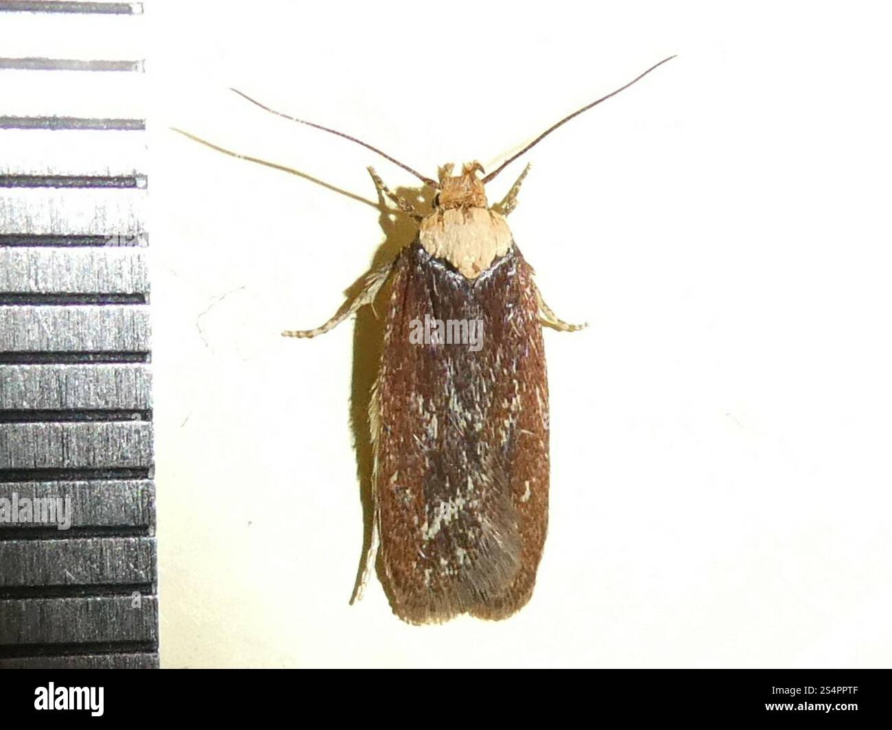 Purple Carrot-seed Moth (Depressaria depressana Stock Photo - Alamy