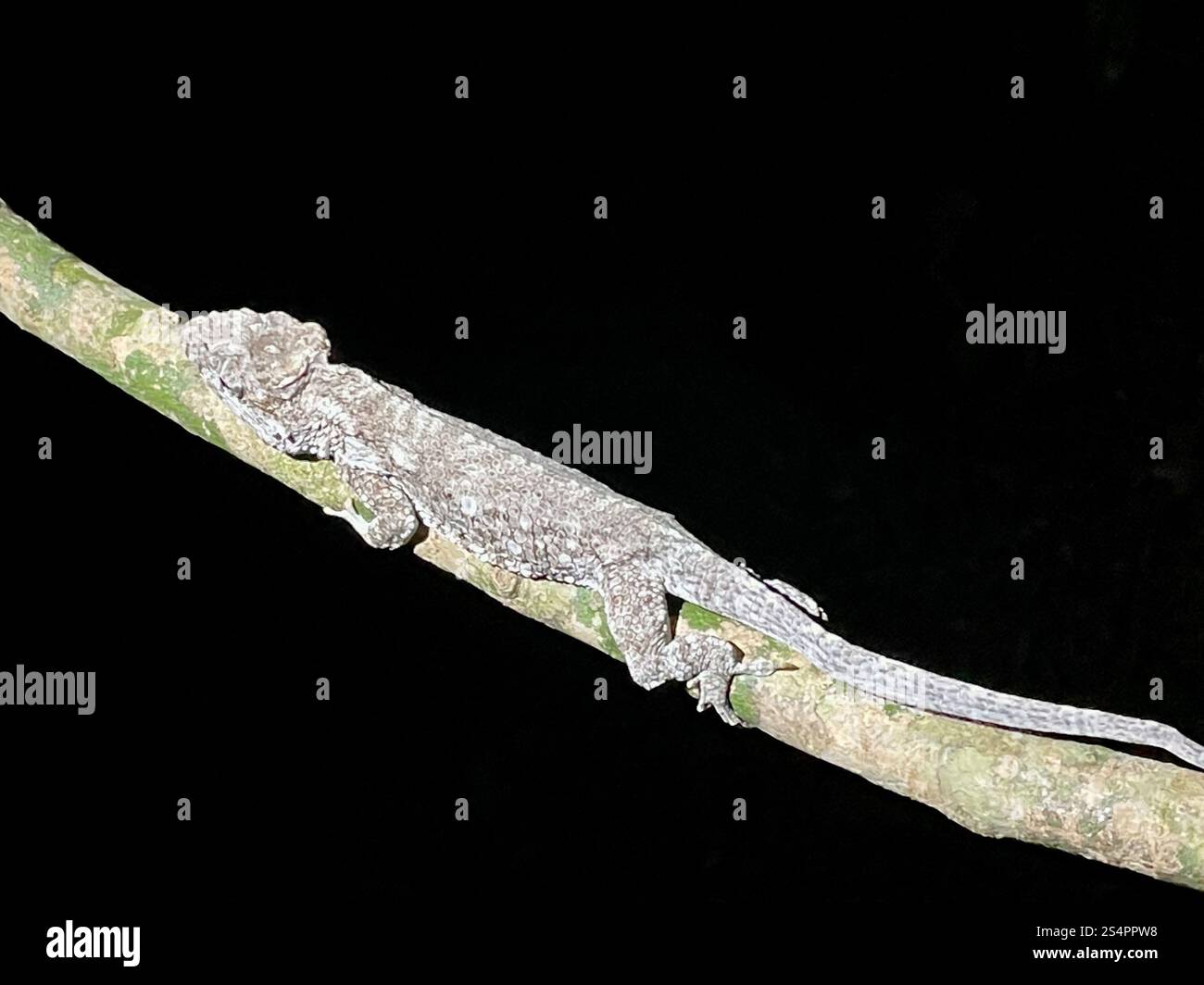 Western Bearded Anole (Anolis barbatus Stock Photo - Alamy