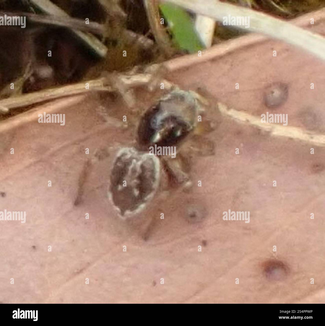 Peacock Spiders (Maratus Stock Photo - Alamy