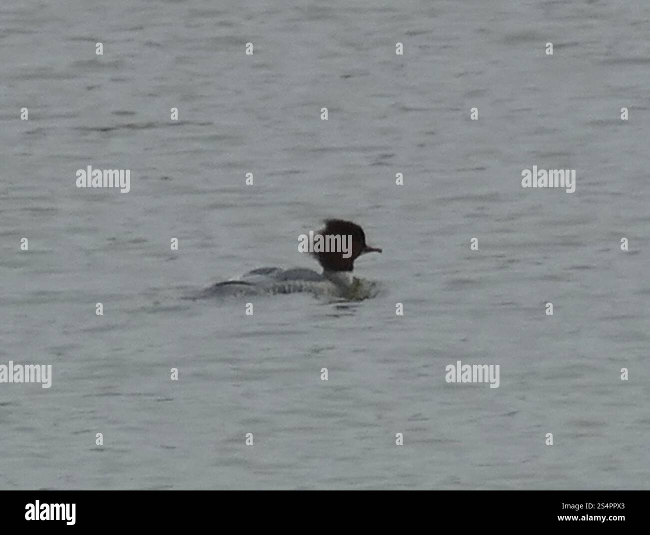 Common Merganser (Mergus merganser Stock Photo - Alamy