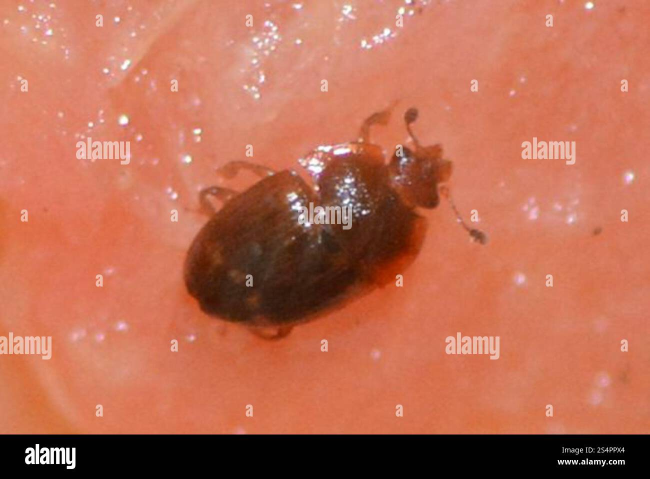 Strawberry Sap Beetle (Stelidota geminata Stock Photo - Alamy