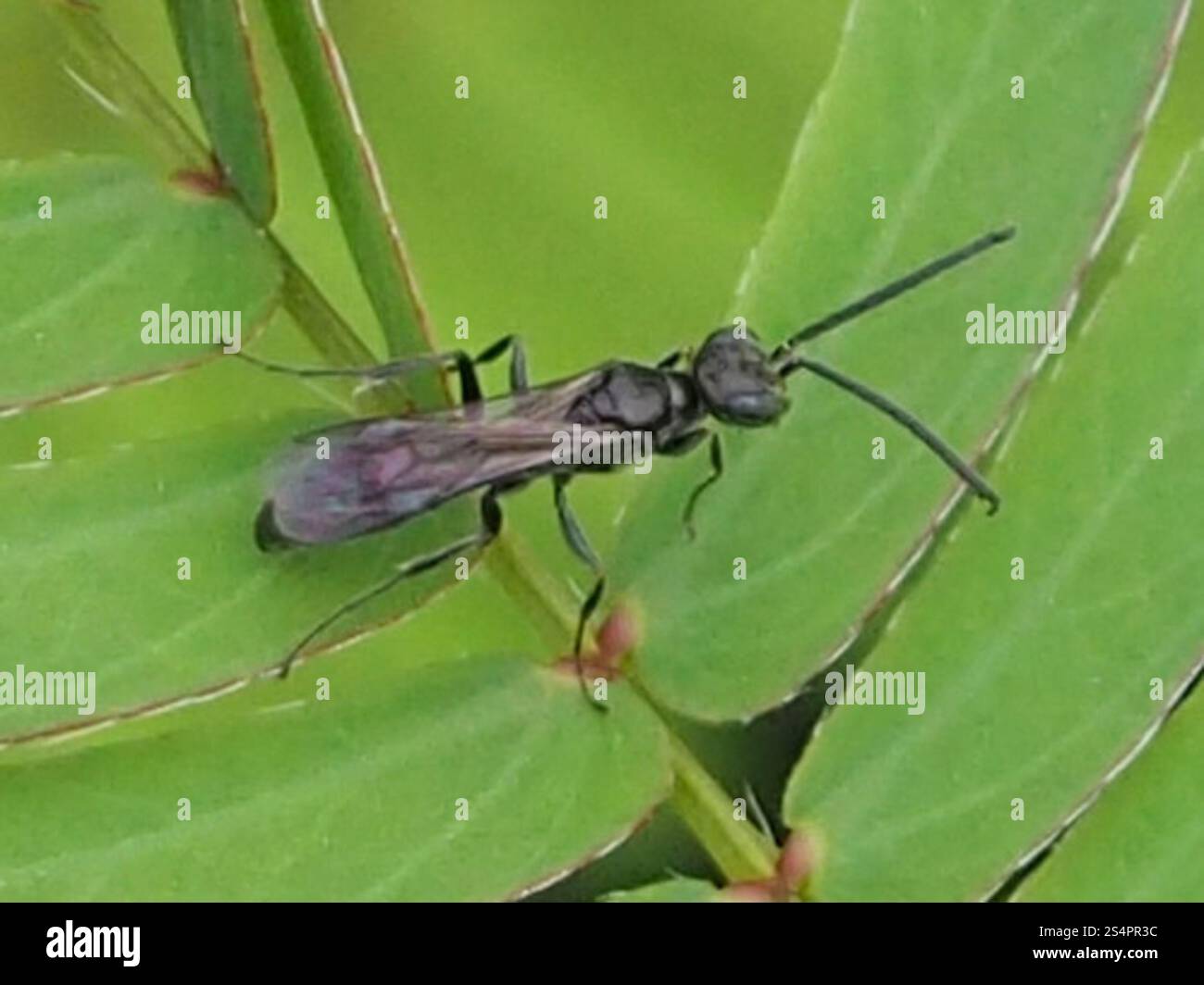Ants, Bees, and Stinging Wasps (Aculeata Stock Photo - Alamy