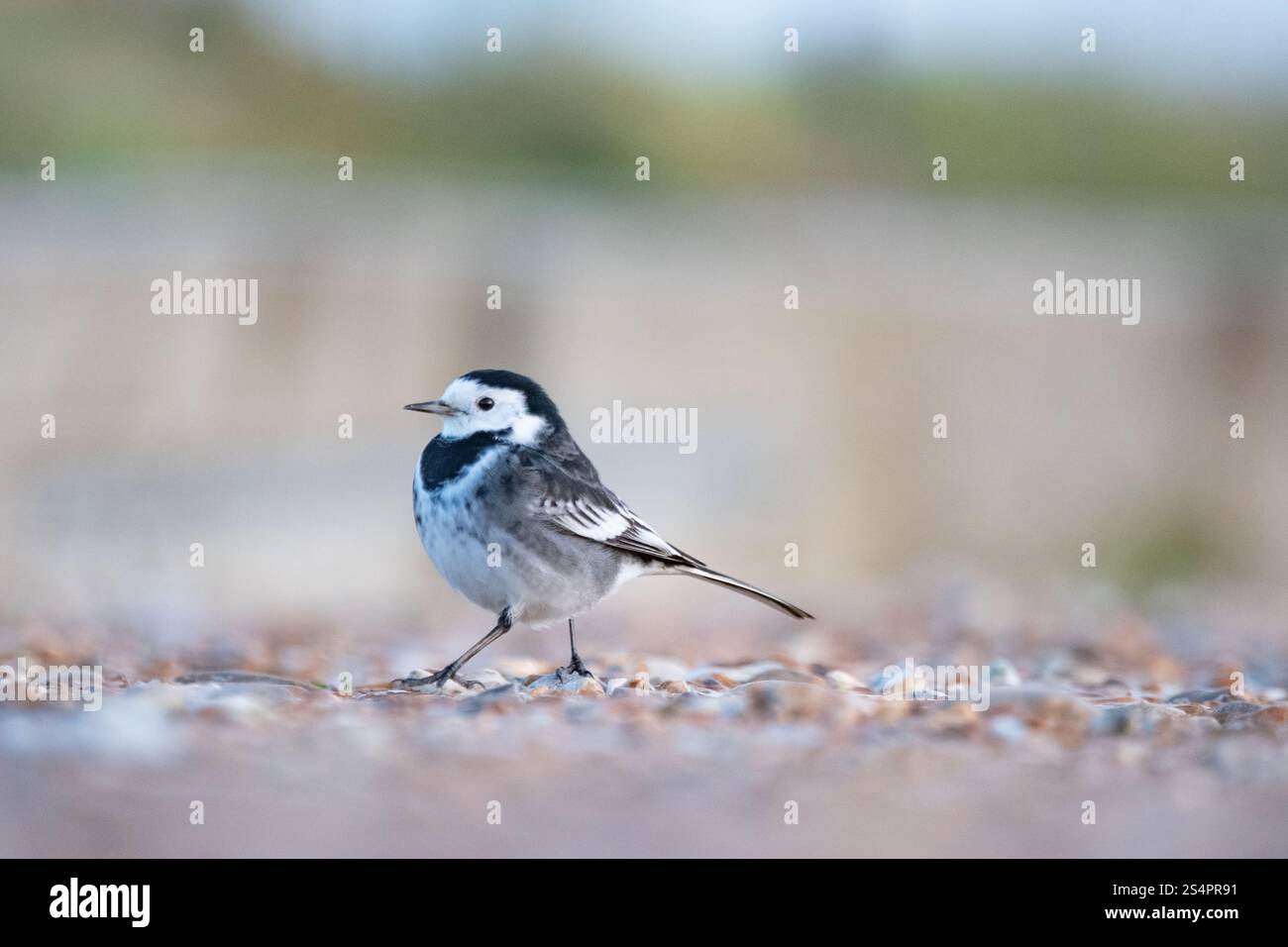 pied wagtail walking on gravel Stock Photo - Alamy