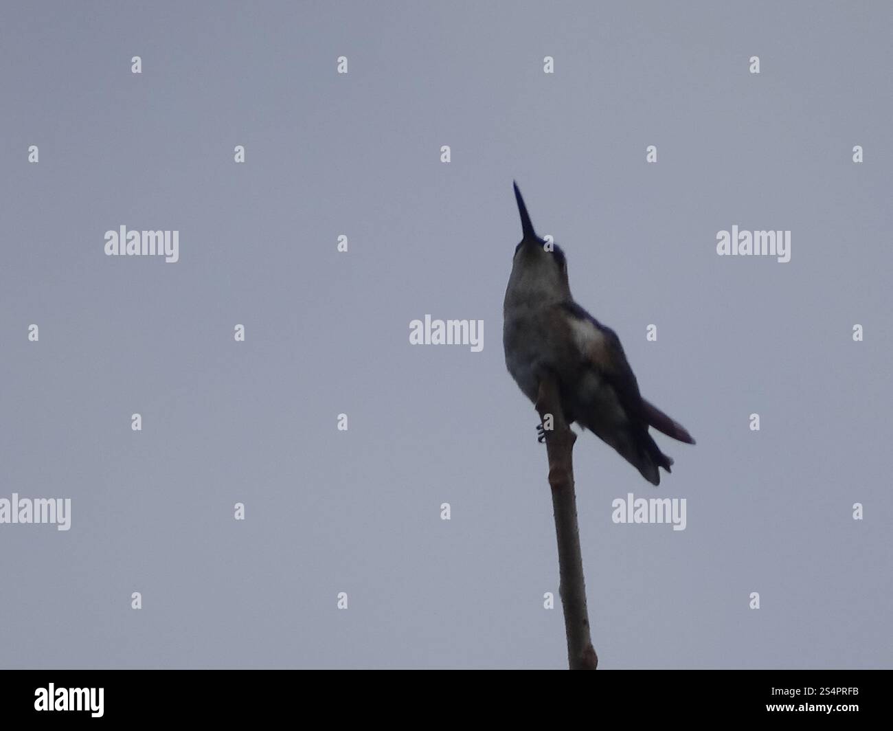 Ruby-throated Hummingbird (Archilochus colubris Stock Photo - Alamy