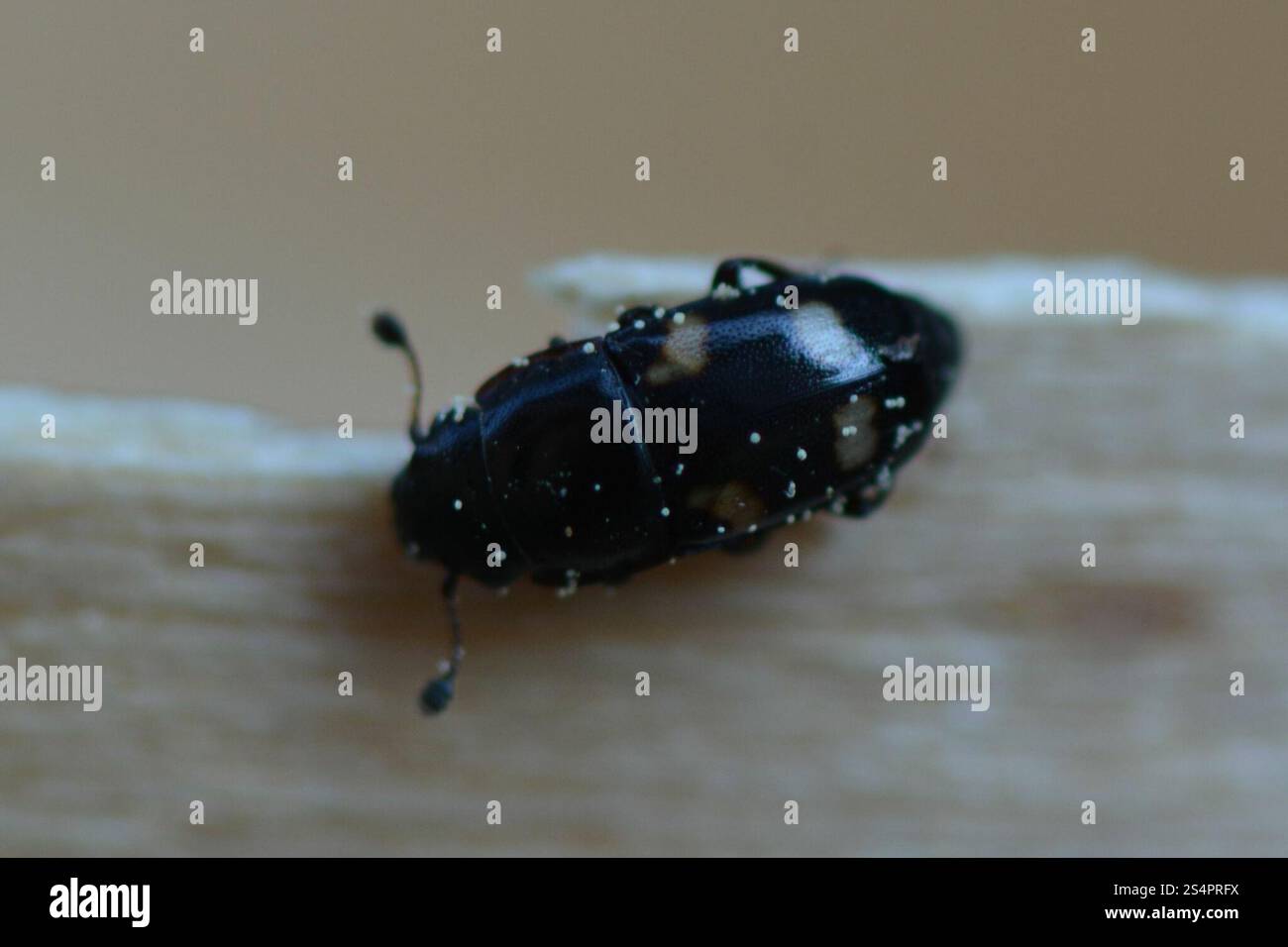 Four-spotted Sap Beetle (Glischrochilus quadrisignatus Stock Photo - Alamy