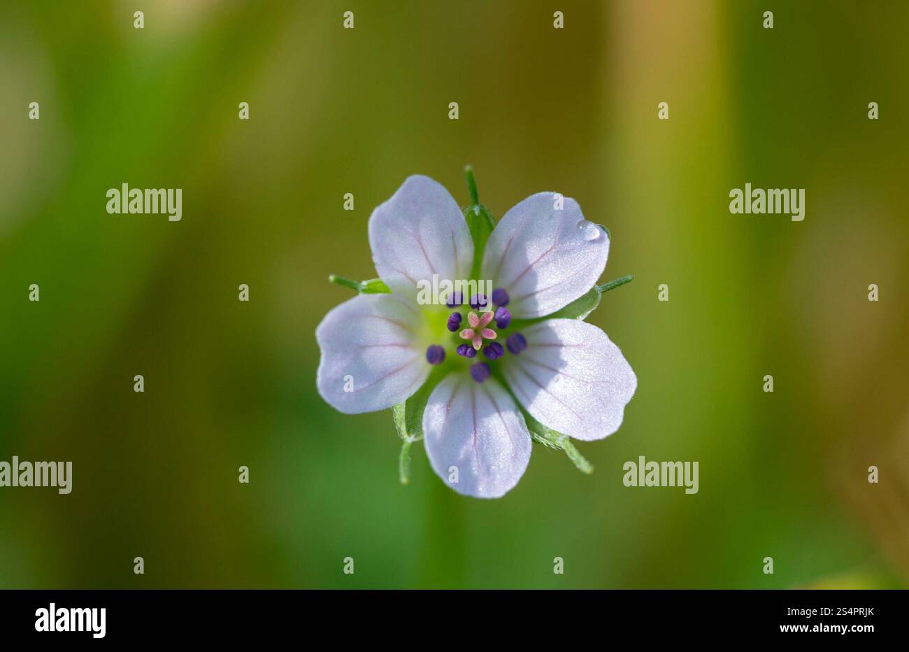 Siberian Crane's-bill (Geranium sibiricum Stock Photo - Alamy