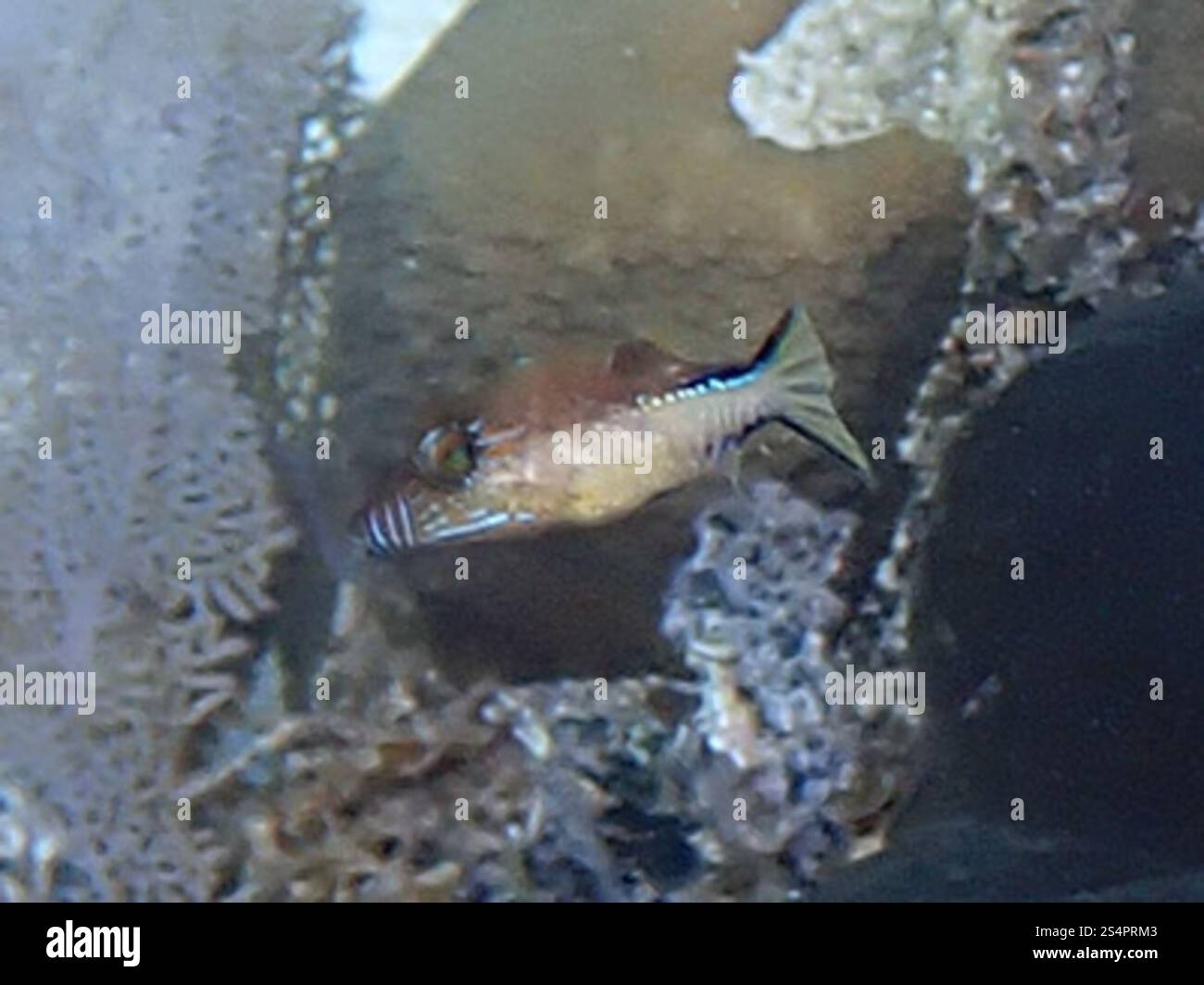 Caribbean Sharpnose Puffer (Canthigaster rostrata Stock Photo - Alamy