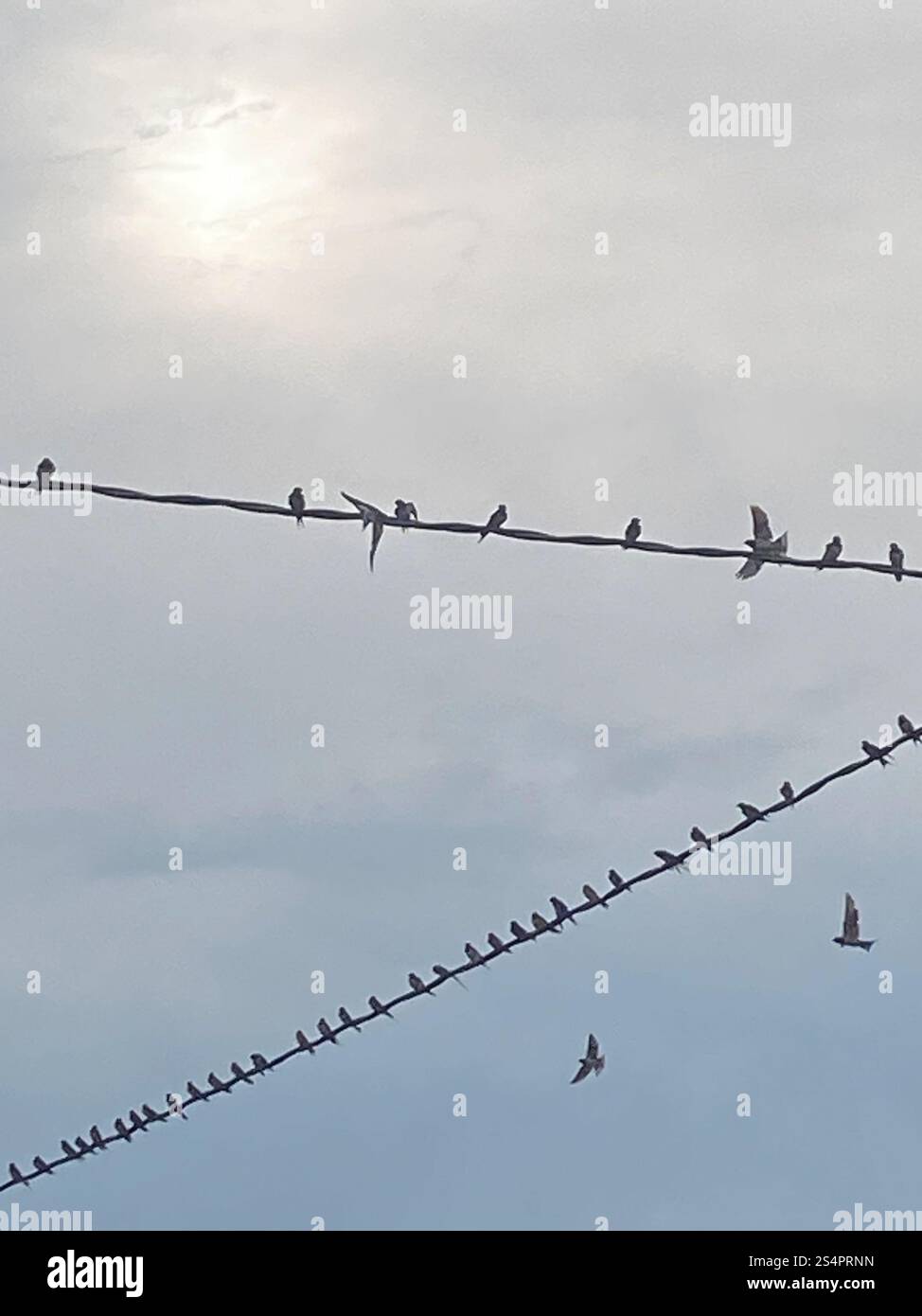 White-throated Swallow (Hirundo albigularis Stock Photo - Alamy